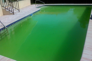 Green Pool Recovery Perth| Lukes Pool Care
